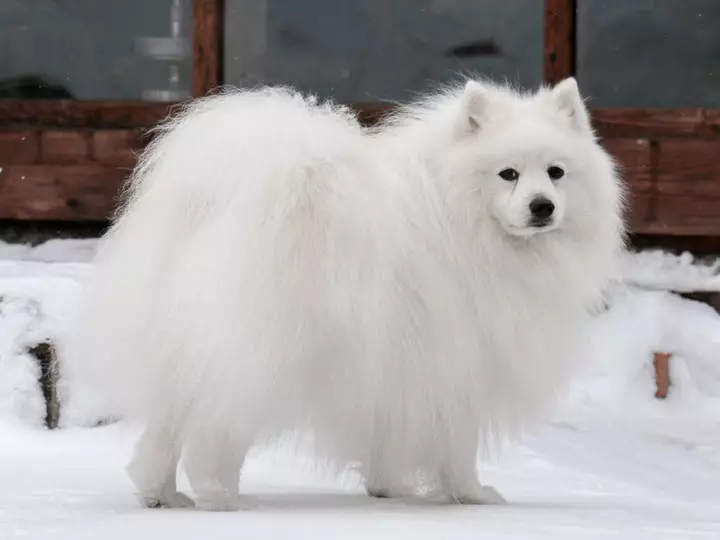 Japanese Spitz: φωτογραφίες και βίντεο, πλήρης περιγραφή της φυλής, τιμές 4898_9