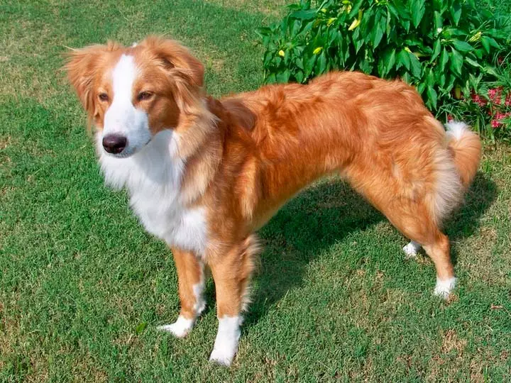 English Shepherd: penerangan tentang jenis anjing dengan gambar dan video 4907_10