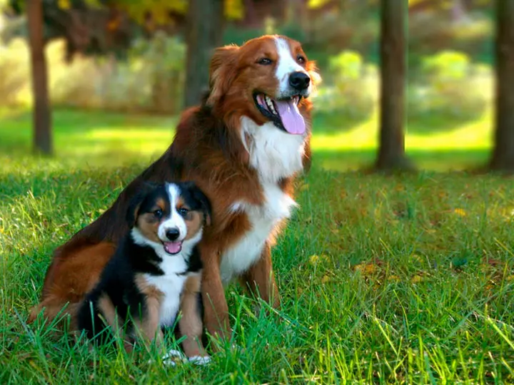 English Shepherd: คำอธิบายของสายพันธุ์สุนัขพร้อมรูปถ่ายและวิดีโอ 4907_11