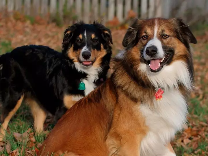 English Shepherd: penerangan tentang jenis anjing dengan gambar dan video 4907_12