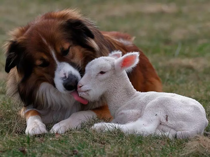 English Shepherd: penerangan tentang jenis anjing dengan gambar dan video 4907_13