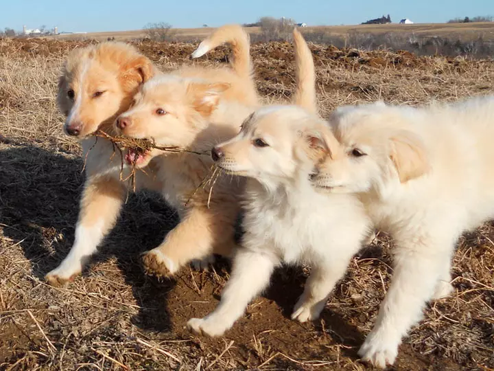 English Shepherd: คำอธิบายของสายพันธุ์สุนัขพร้อมรูปถ่ายและวิดีโอ 4907_14