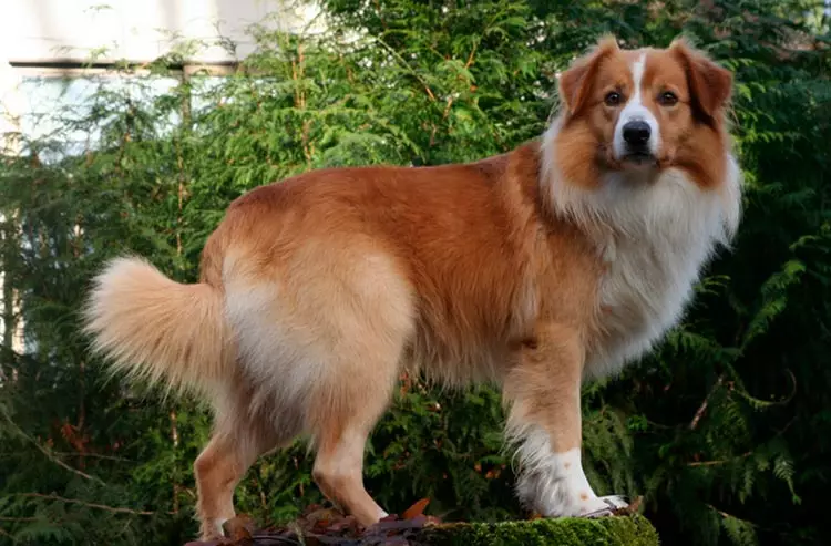 English Shepherd: คำอธิบายของสายพันธุ์สุนัขพร้อมรูปถ่ายและวิดีโอ 4907_2