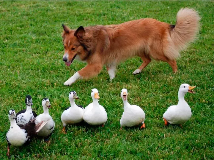 English Shepherd: penerangan tentang jenis anjing dengan gambar dan video 4907_5