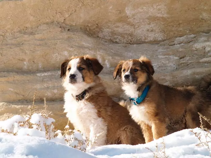 English Shepherd: penerangan tentang jenis anjing dengan gambar dan video 4907_6