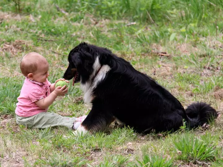 English Shepherd: คำอธิบายของสายพันธุ์สุนัขพร้อมรูปถ่ายและวิดีโอ 4907_7