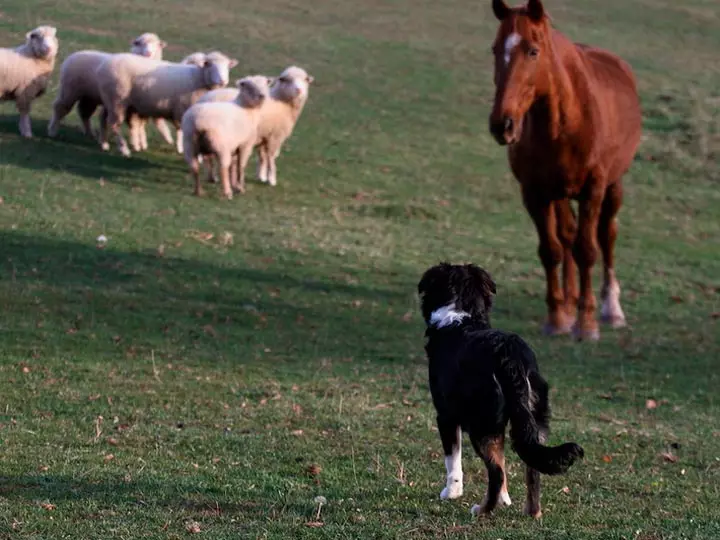 English Shepherd: คำอธิบายของสายพันธุ์สุนัขพร้อมรูปถ่ายและวิดีโอ 4907_8