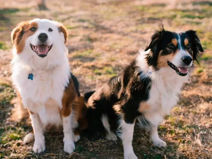 English Shepherd: คำอธิบายของสายพันธุ์สุนัขพร้อมรูปถ่ายและวิดีโอ 4907_9