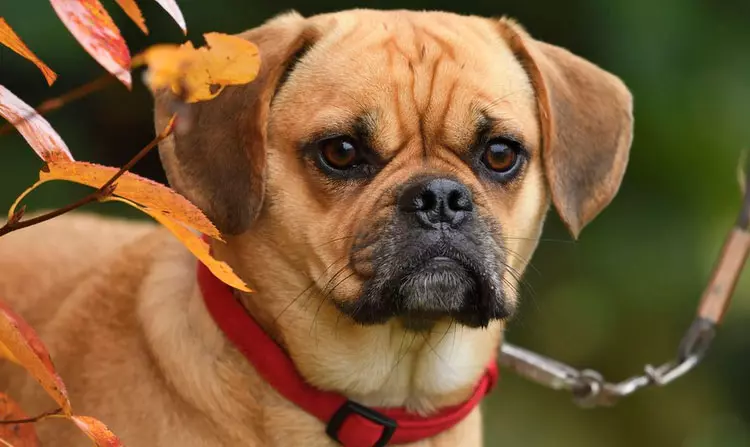 manao ahoana ny puggle