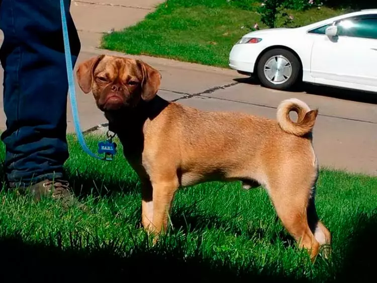 قاتمة puggle إيرل