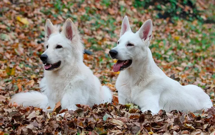 Tîpa kincê White Swiss Shepherd