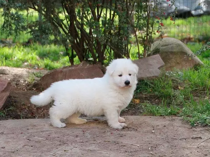 White Swiss Shepherd: penerangan mengenai prode dengan foto dan video 4909_10