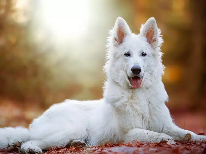 White Swiss Shepherd: danasîna hilberê bi wêne û vîdyoyê 4909_11