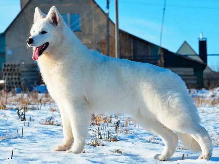 White Swiss Shepherd: Tlhaloso ea prode e nang le foto le video 4909_12