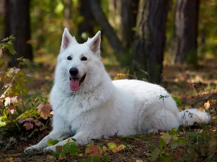 White Swiss Shepherd: penerangan mengenai prode dengan foto dan video 4909_13