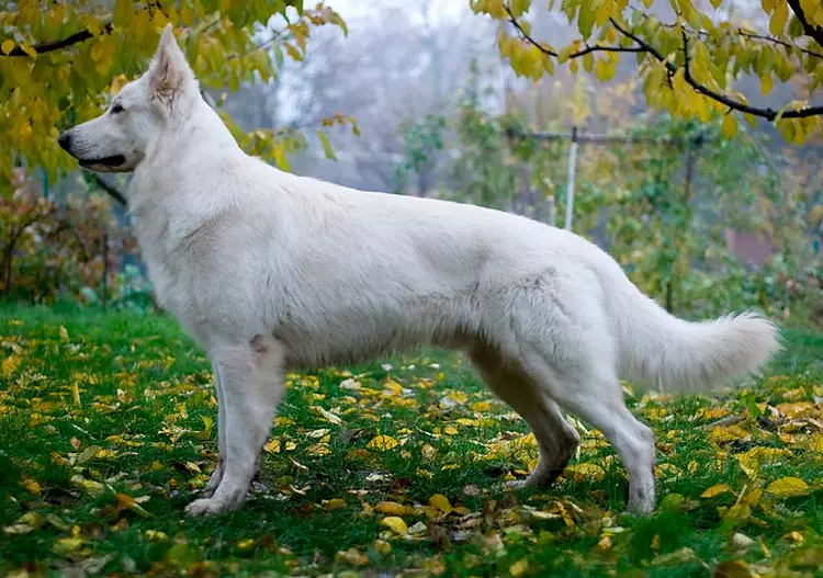 zimaswana White Swiss Shepherd