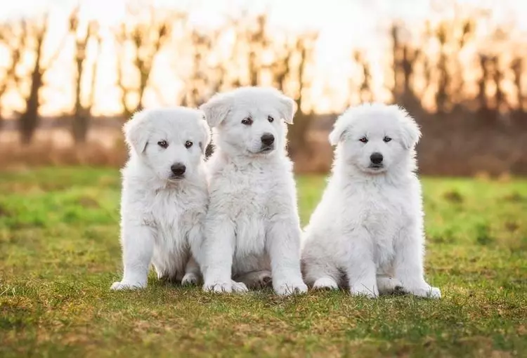 Ana agalu a White Swiss Shepherd