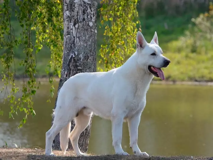 White Swiss Shepherd: penerangan mengenai prode dengan foto dan video 4909_4