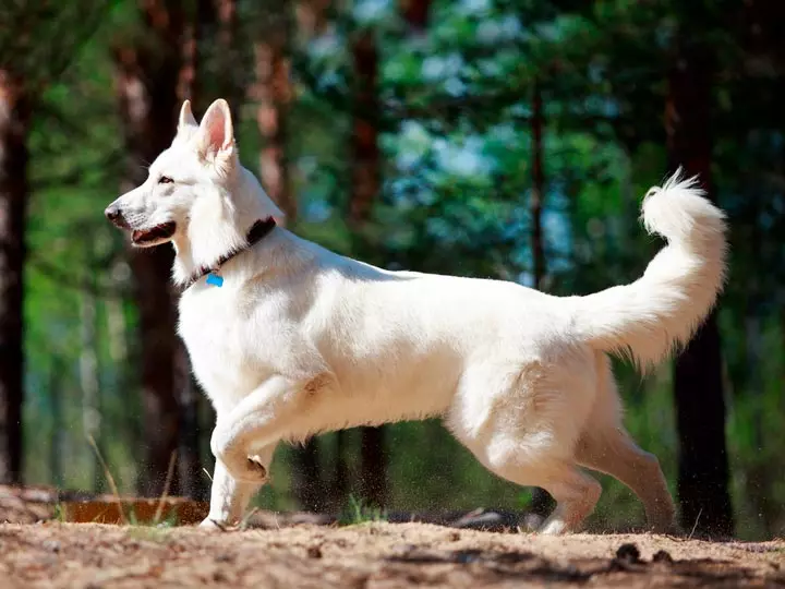 White Swiss Shepherd: danasîna hilberê bi wêne û vîdyoyê 4909_5