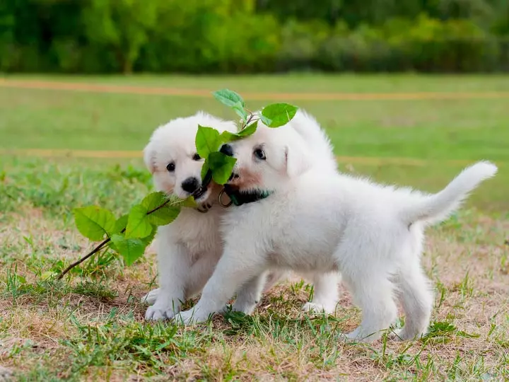 White Swiss Shepherd: danasîna hilberê bi wêne û vîdyoyê 4909_6