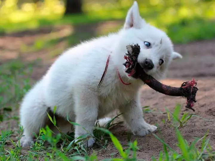 White Swiss Shepherd: penerangan mengenai prode dengan foto dan video 4909_7