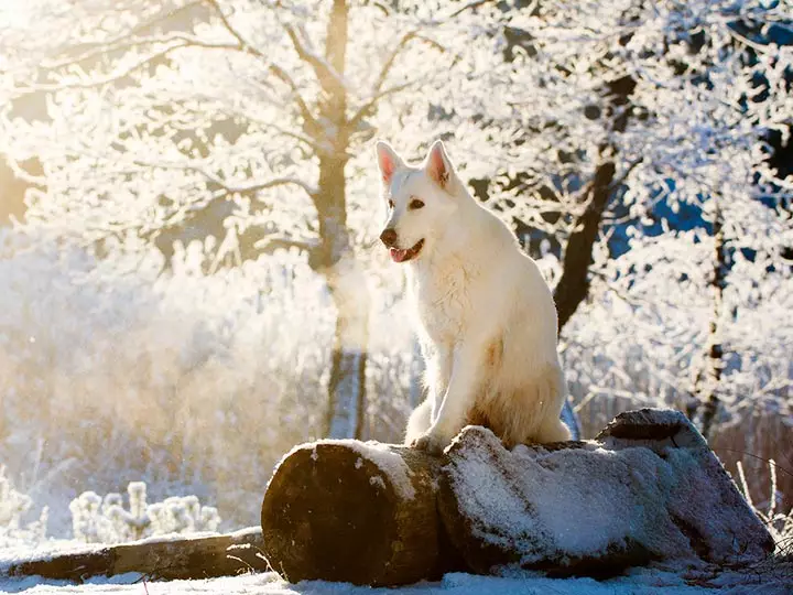 White Swiss Shepherd: penerangan mengenai prode dengan foto dan video 4909_8