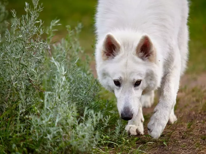 White Swiss Shepherd: penerangan mengenai prode dengan foto dan video 4909_9