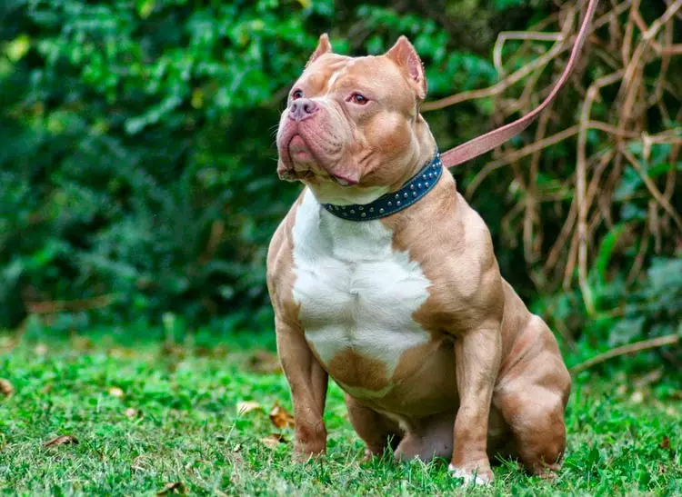 American bully iwọn