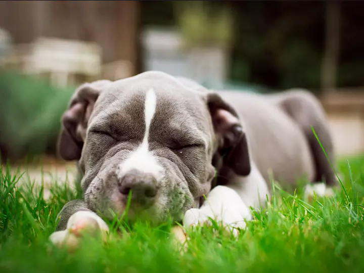 Kiusaja (American Bully): koeratõu kirjeldus koos fotode ja videotega 4911_10