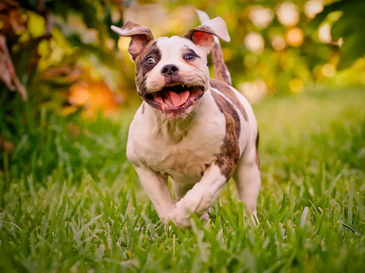 Bully (American Bully): famaritana ny karazan'alika miaraka amin'ny sary sy horonan-tsary 4911_12