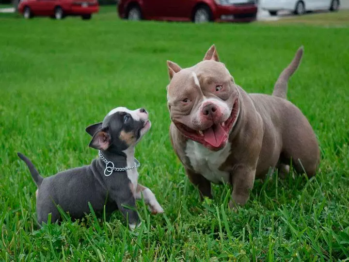 Bully (American Bully): คำอธิบายของสายพันธุ์สุนัขพร้อมรูปถ่ายและวิดีโอ 4911_13