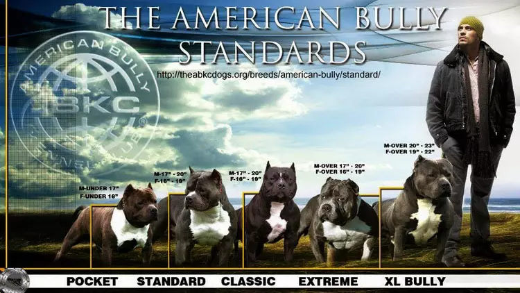 American bully titobi