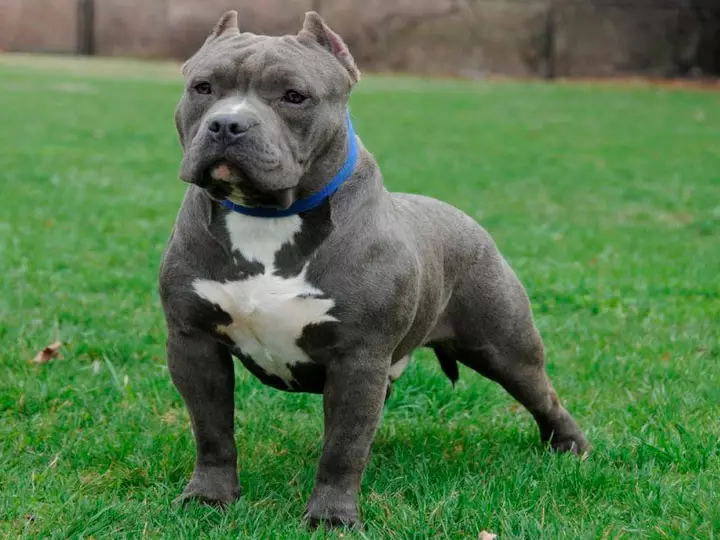 Bully (American Bully): famaritana ny karazan'alika miaraka amin'ny sary sy horonan-tsary 4911_4