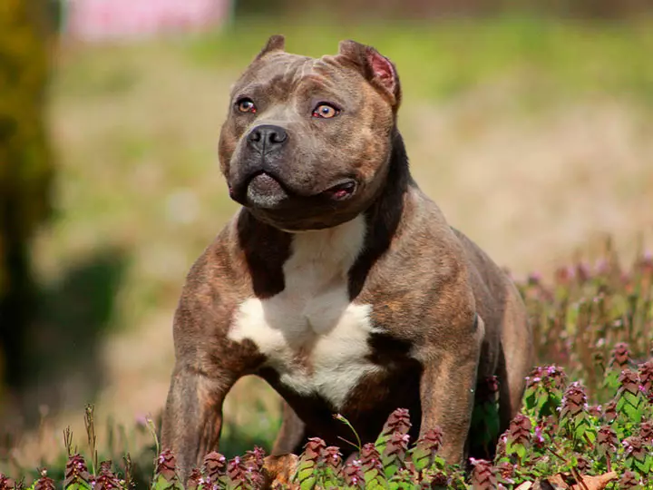 בריון (בריון אמריקאי): תיאור של גזע הכלבים עם תמונות וסרטונים