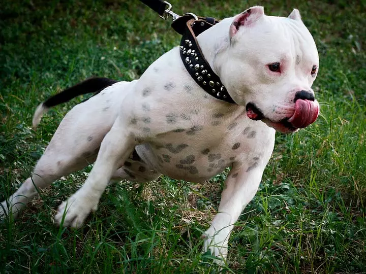 Bully (American Bully): famaritana ny karazan'alika miaraka amin'ny sary sy horonan-tsary 4911_6