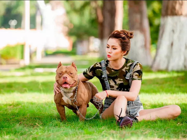 Bully (American Bully): คำอธิบายของสายพันธุ์สุนัขพร้อมรูปถ่ายและวิดีโอ 4911_7