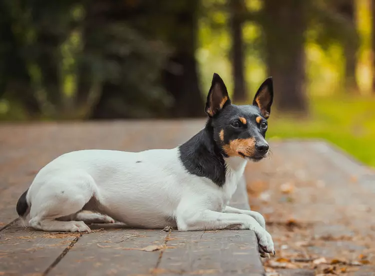 rasa de câine jucărie Fox Terrier