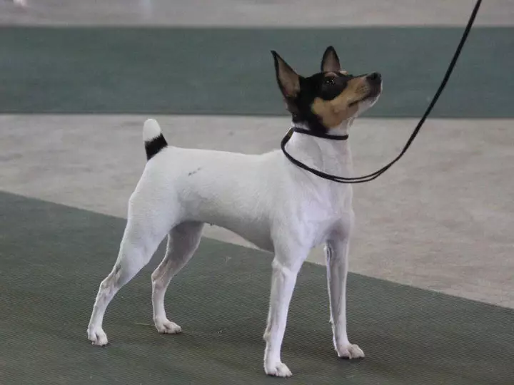 American toy fox terrier: faʻamatalaga o le ituaiga ma ata ma vitio 4916_10