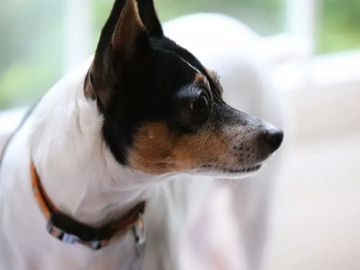 American toy fox terrier: faʻamatalaga o le ituaiga ma ata ma vitio 4916_11