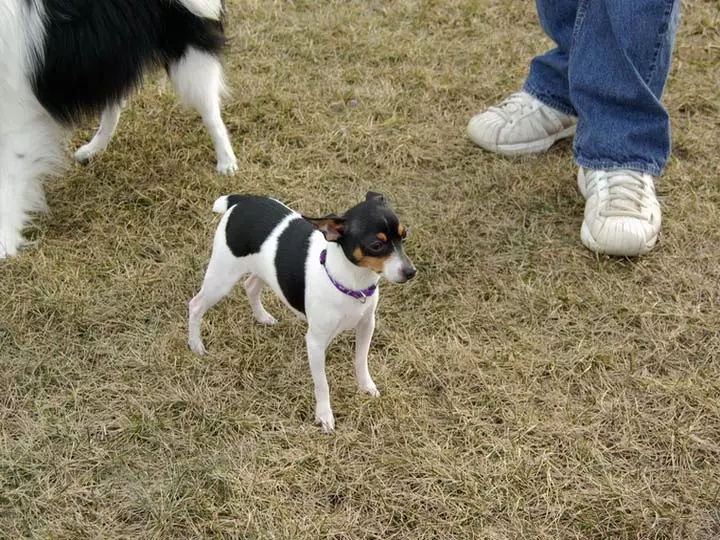 American toy fox terrier: faʻamatalaga o le ituaiga ma ata ma vitio 4916_12