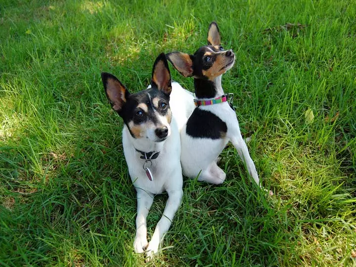 American Fox Fox Terrier: descrierea rasei cu fotografii și videoclipuri 4916_13