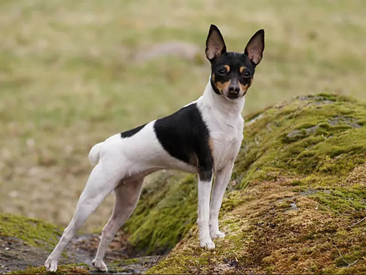 meataalo fox terrier ata