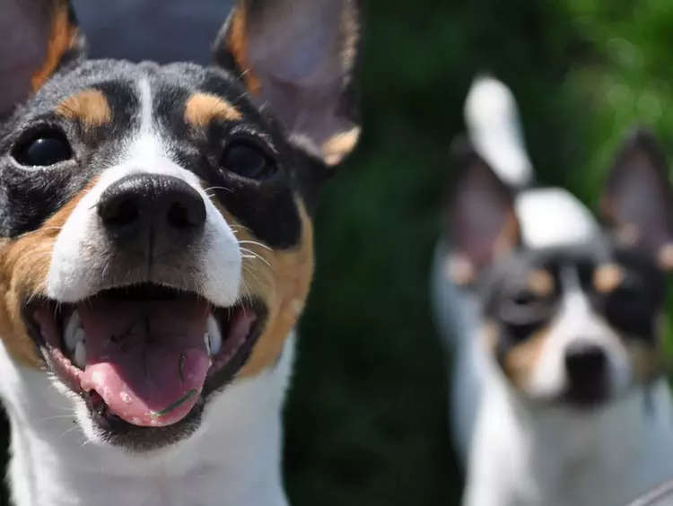 meataalo fox terrier amio