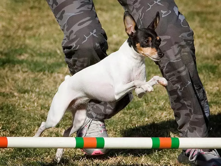 rasa de câine American Toy Fox Terrier