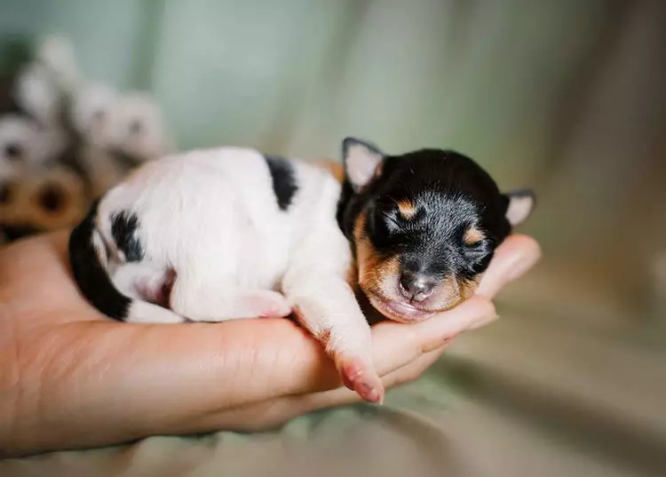 catelus jucărie Fox Terrier