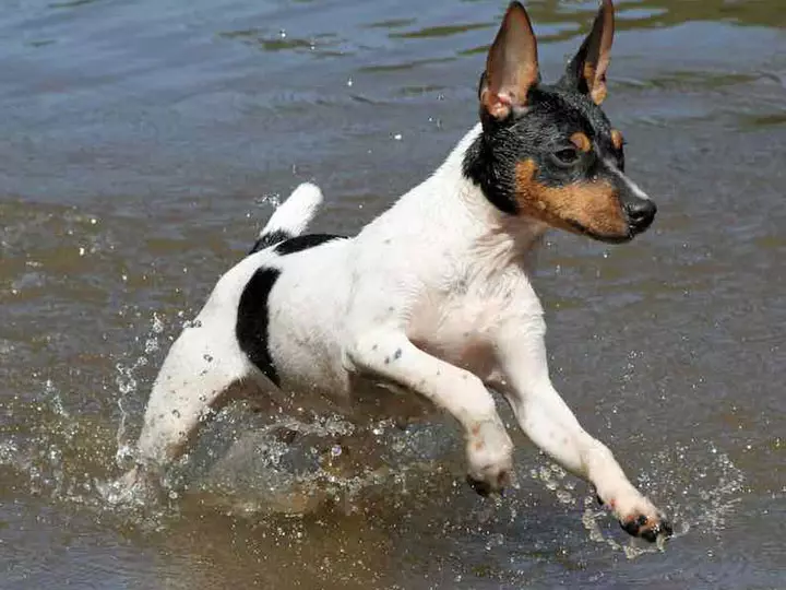 American toy fox terrier: faʻamatalaga o le ituaiga ma ata ma vitio 4916_8