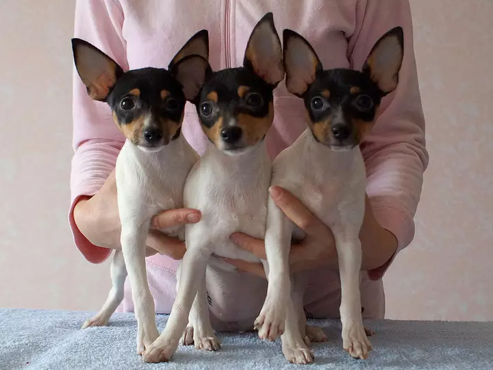 American toy fox terrier: faʻamatalaga o le ituaiga ma ata ma vitio 4916_9