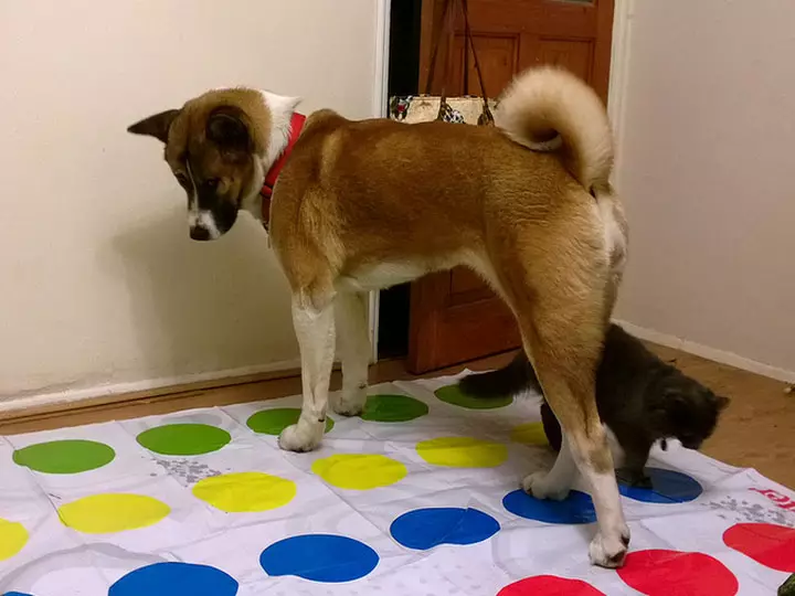 American Akita: deskripsi rinci babagan jenis (foto lan video) 4917_13