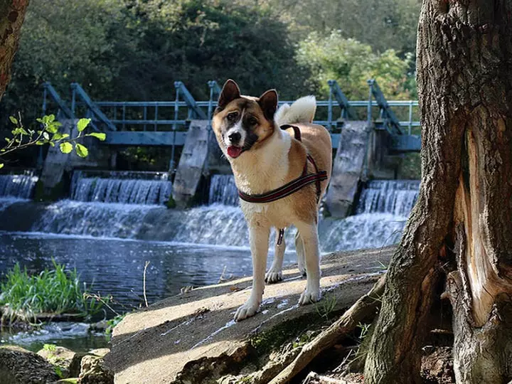 American Akita: pedaran lengkep ngeunaan breed (poto sareng video) 4917_15