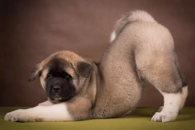 anak anjing akita amerika